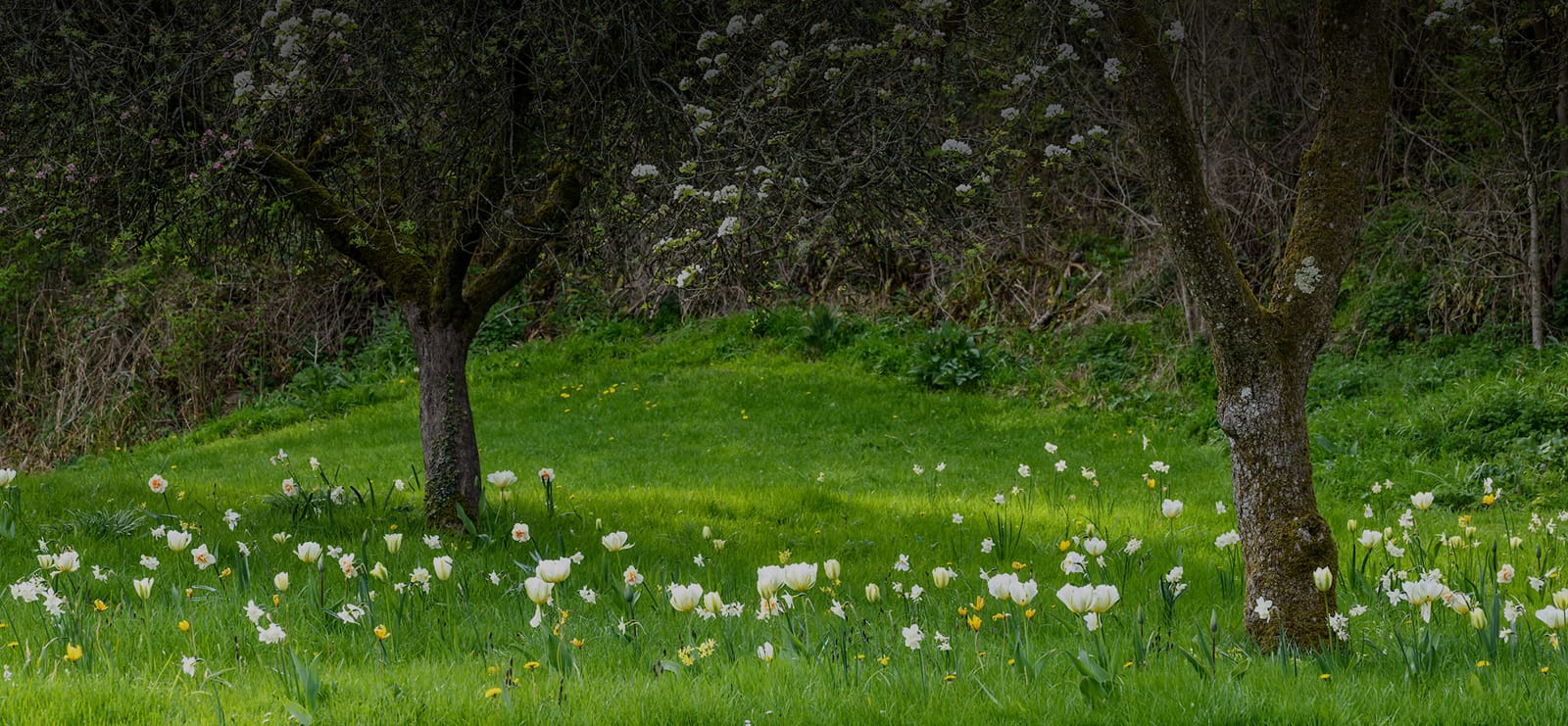 Visiting Us - Caisson Gardens