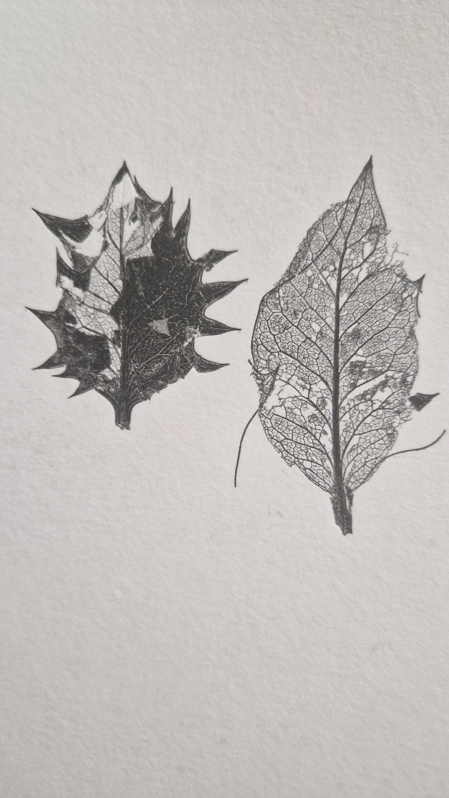 Botanical Printmaking - Caisson Gardens